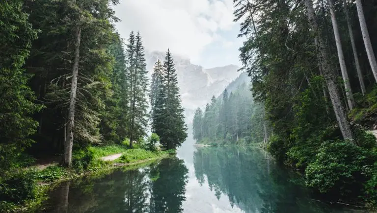 Why Is My Tree Dropping Leaves In Spring? (Important Facts)