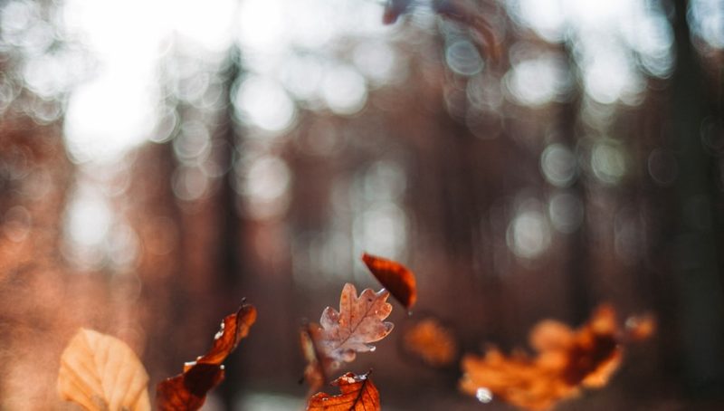 Why Do Leaves Fall Off Trees? (Described for Everyone)