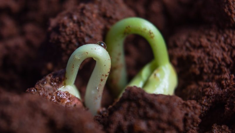 How To Germinate Spinach Seeds? (Described for Everyone)