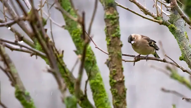 Do Hazelnut Trees Need A Pollinator | (Important Facts)