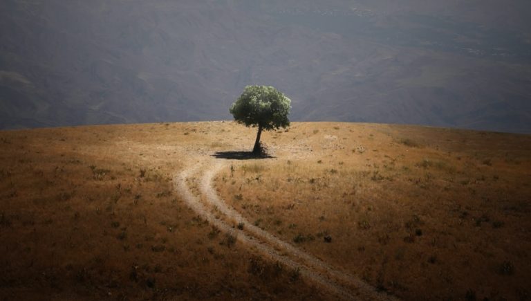 What Is Irs Treas 310 Tax Ref 2021? (Important Facts)