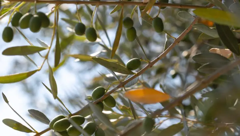 How To Grow An Olive Tree From A Cutting? Complete Explanation