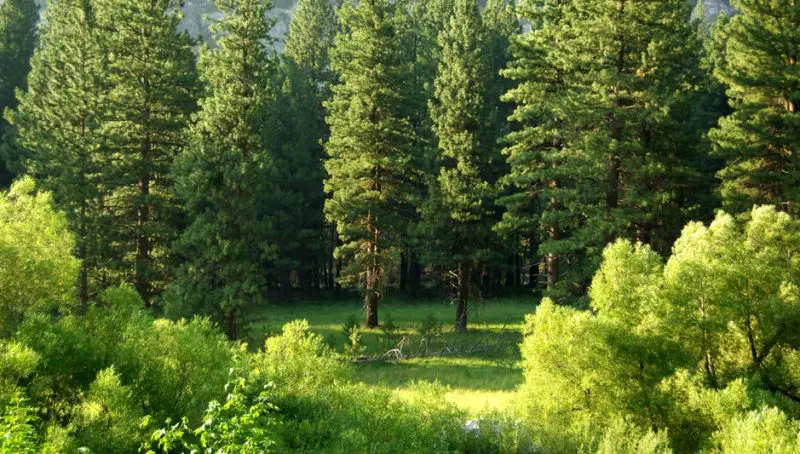 How Many Trees Are In The World? The Best Explanation