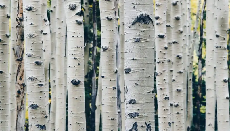 When To Prune River Birch? (Here's What You Should Know)