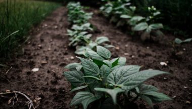 What Is Alluvial Soil? (Fully Explained Inside!)