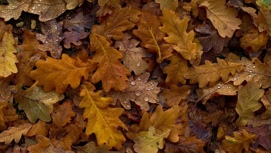 How To Use Envirocycle Composter? (Read This First!)