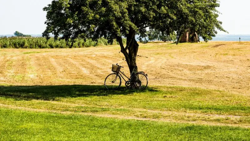 How To Trim A Ficus Tree? (Here's What You Should Know)