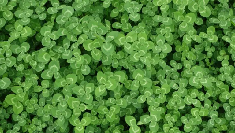 Does White Clover Grow In Shade - (Finally Explained!)