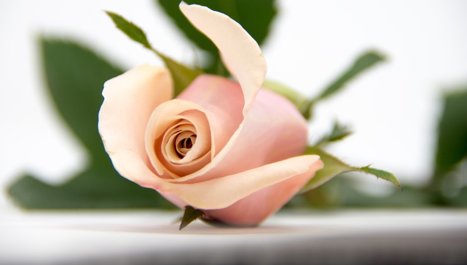 How To Grow Long Stem Roses In A Greenhouse? (2-minute Read)