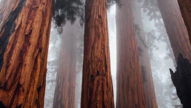 What Is The Tree Line? (Fully Explained Inside!)