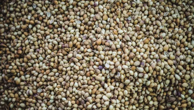 How To Pick Chia Seeds? Everyone Should Know This!