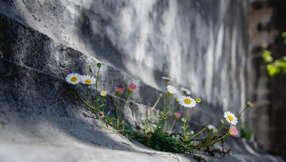 When To Harvest Autoflower? (Here's What You Should Know)