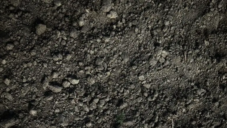 Which Plants Need Ericaceous Compost? (Check This First)