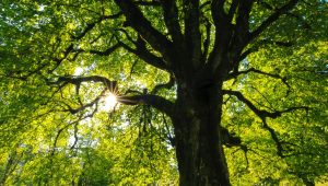 Is An Oak Tree A Producer? The Ultimate Explanation