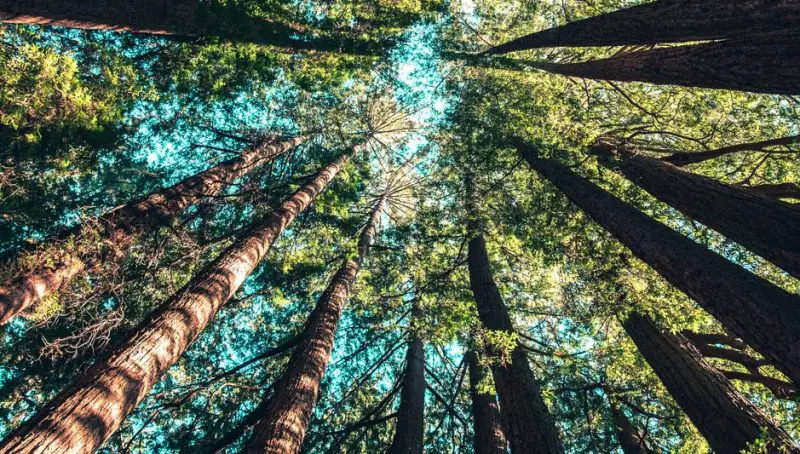 When Did Trees First Appear? (Read This Before Moving On!)