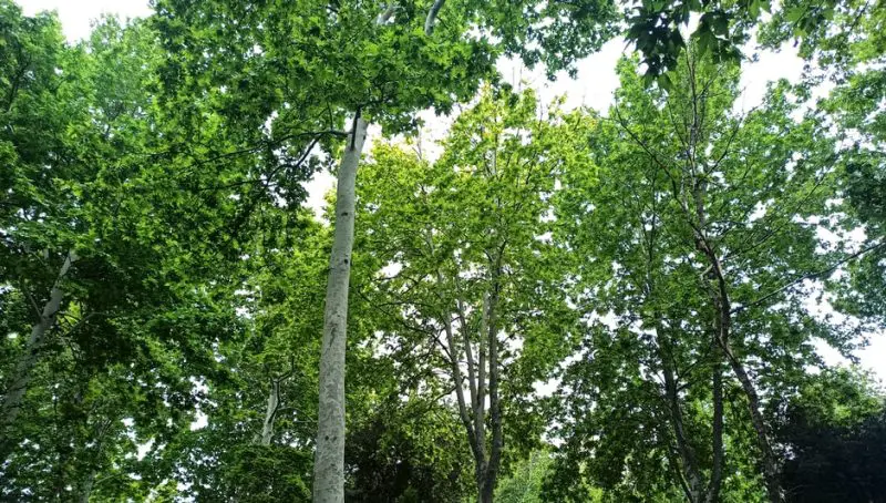 How Long Do Sycamore Trees Live? The Best Explanation