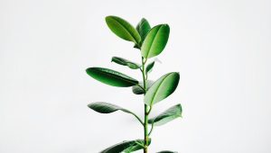 Where Do Plants Grow? Here's What You Should Know About It