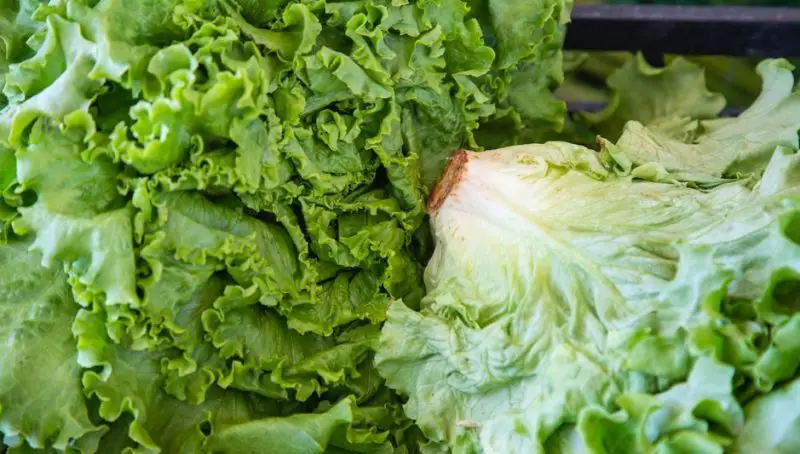 How To Grow Iceberg Lettuce Hydroponics? Complete Explanation