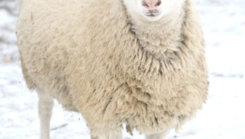 What Does A Prune Look Like? (Here's What You Should Know)