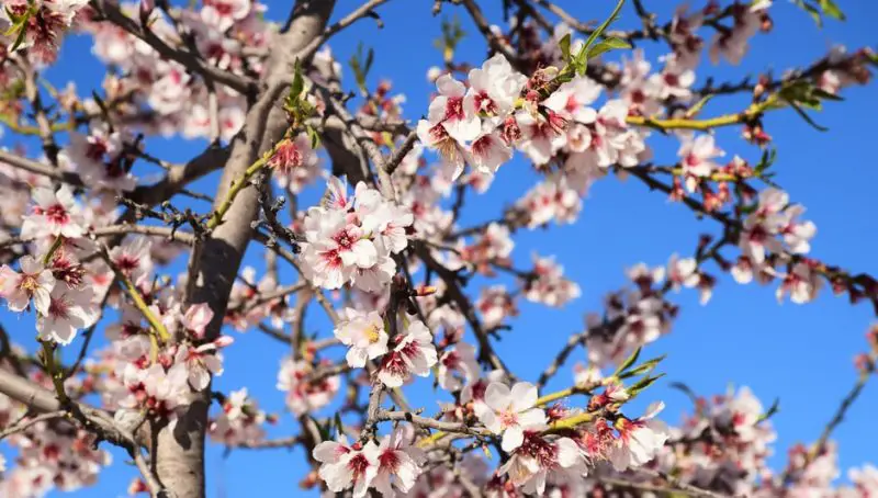 How To Grow An Almond Tree From Seed? (Helpful Examples)