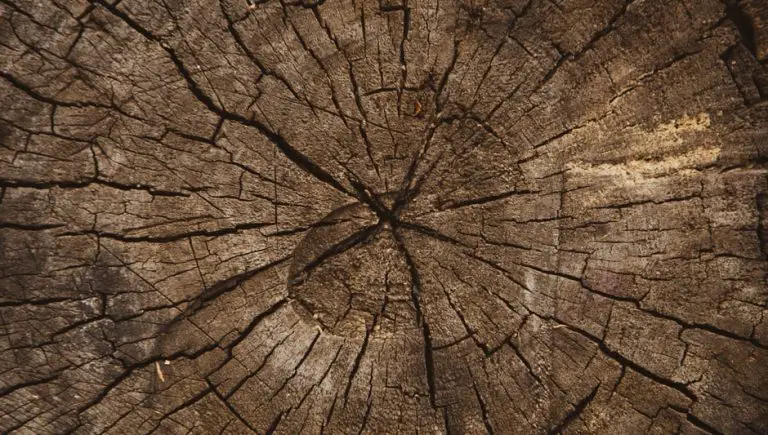 What Is Tree Bark? Everything You Need To Know