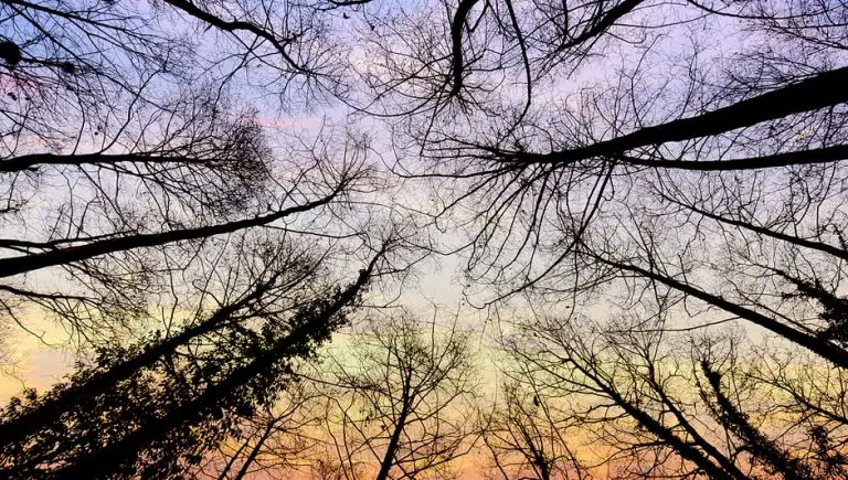 What Is A Free Soiler? Here's Everything You Should Know