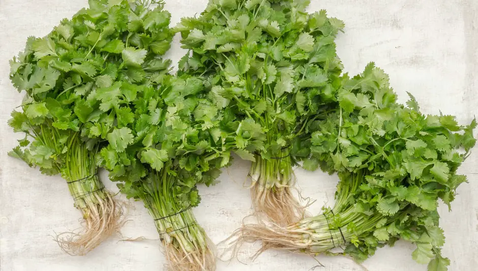 How To Grow Cilantro In Pots Indoors? (Helpful Examples)