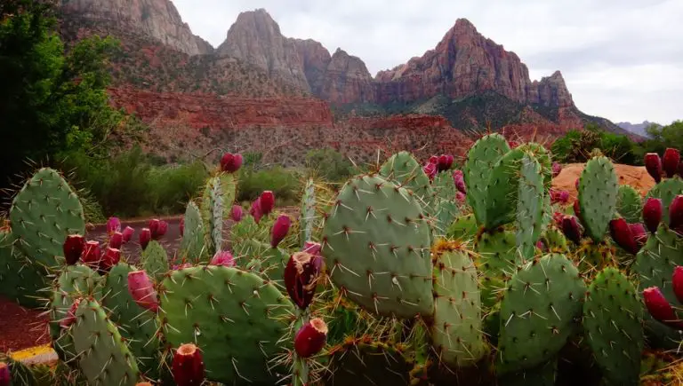 How Do Cactus Do Photosynthesis? (Easy & Clear Answer)