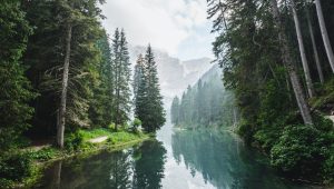 Do Cheetahs Climb Trees | Everything You Need To Know