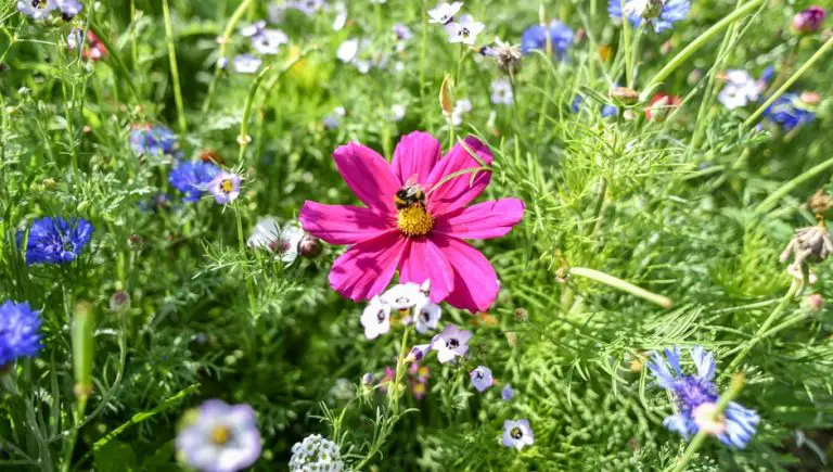 What Insects Pollinate The Most? (Explained for Beginners)