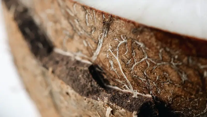 How Deep Do Coconut Tree Roots Grow? (Important Facts)