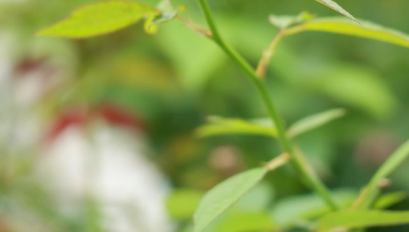 What Does Perennial Mean In Plant Terms? Clearly Explained!