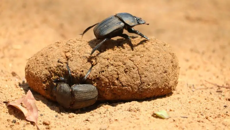 Why Does My Poop Look Like Seeds? (Explained for Beginners)