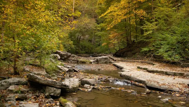 What Nut Trees Grow In Indiana? (Finally Explained!)