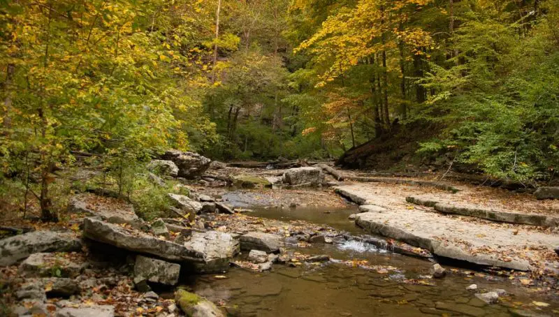 What Nut Trees Grow In Indiana? (Finally Explained!)