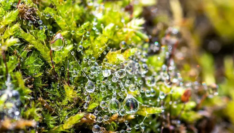 Do Mosses Have Seeds | Here's Everything You Should Know