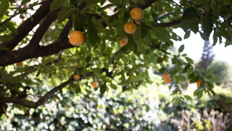 How To Preserve Prunes? Everything You Need To Know