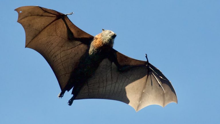 What Do Bats Pollinate? Everything You Need To Know