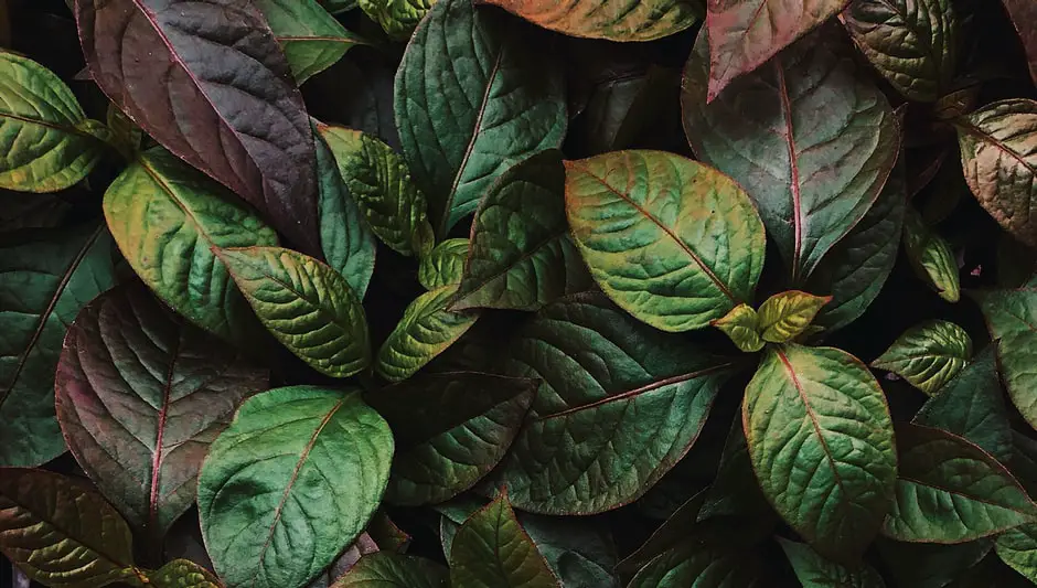 How To Compost Large Amounts Of Leaves? Complete Explanation