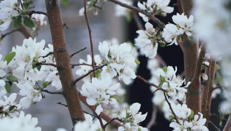 What Does Prune Mean? Here's Everything You Should Know