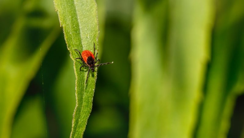 Do Ticks Fall From Trees ~ You Should Absolutely Know This!