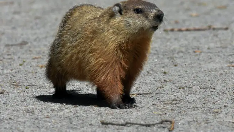 Do Woodchucks Climb Trees - Easily Explained Inside!