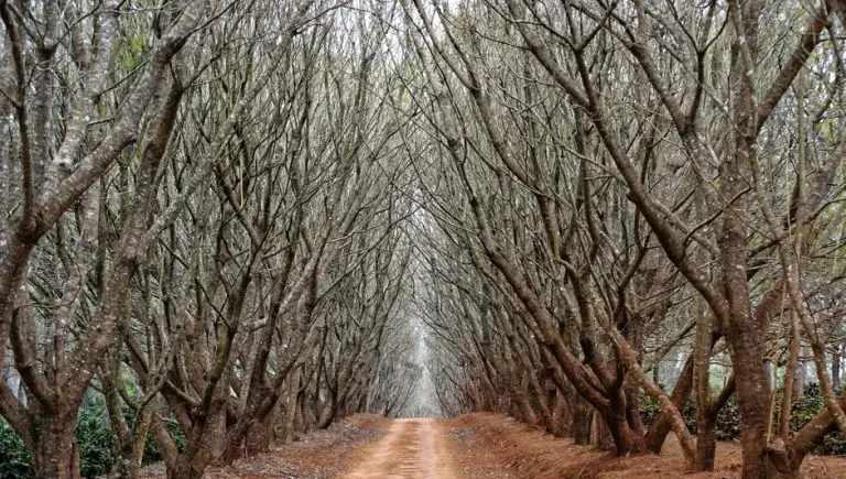 Where Do Sassafras Trees Grow? (Explained for Beginners)