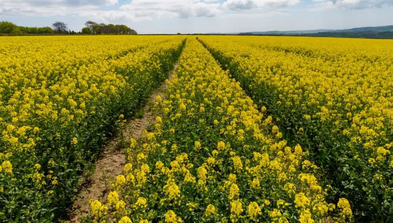 How To Prepare A Compost Pit? (Explained for Beginners)