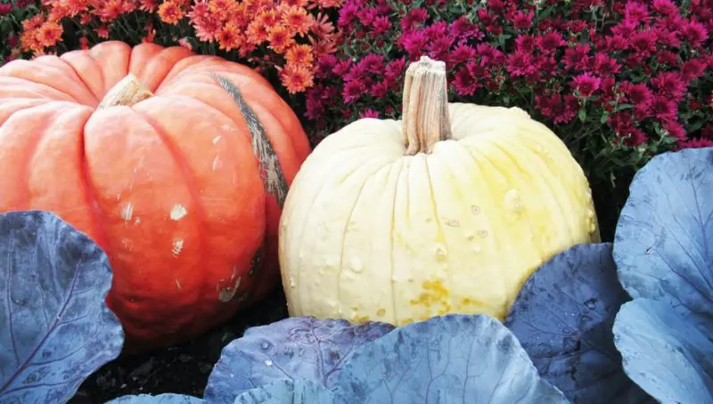 How To Prune Mums In The Spring? The Best Explanation