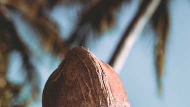 What Is A Coconut Seed? Here's Everything You Should Know
