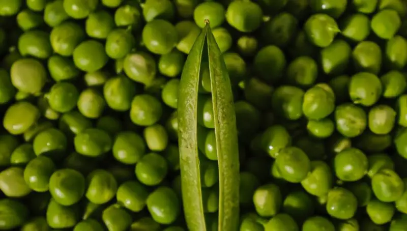 When To Plant Peas Zone 6? (Here's What People Don't Know)