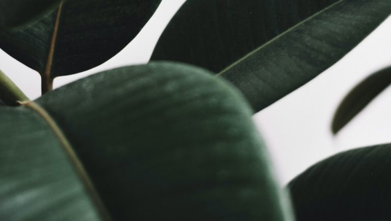 How To Grow A Rubber Tree? The Ultimate Explanation