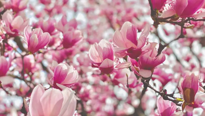 How To Grow Cherry Tree At Home? (Finally Explained!)