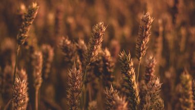 When To Plant Rye Grass? (Fully Explained Inside!)